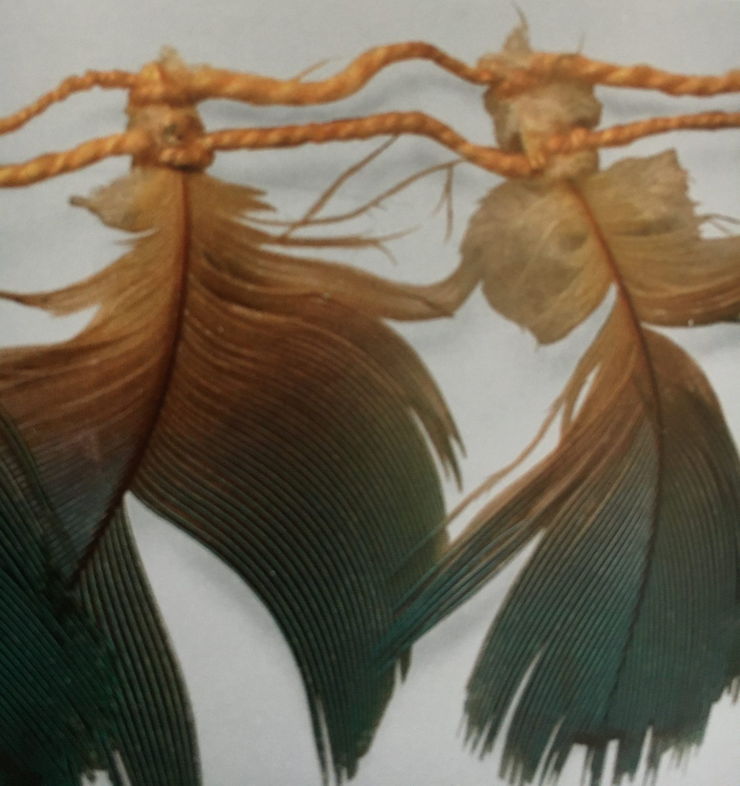 Feathers – Susan Martin Maffei