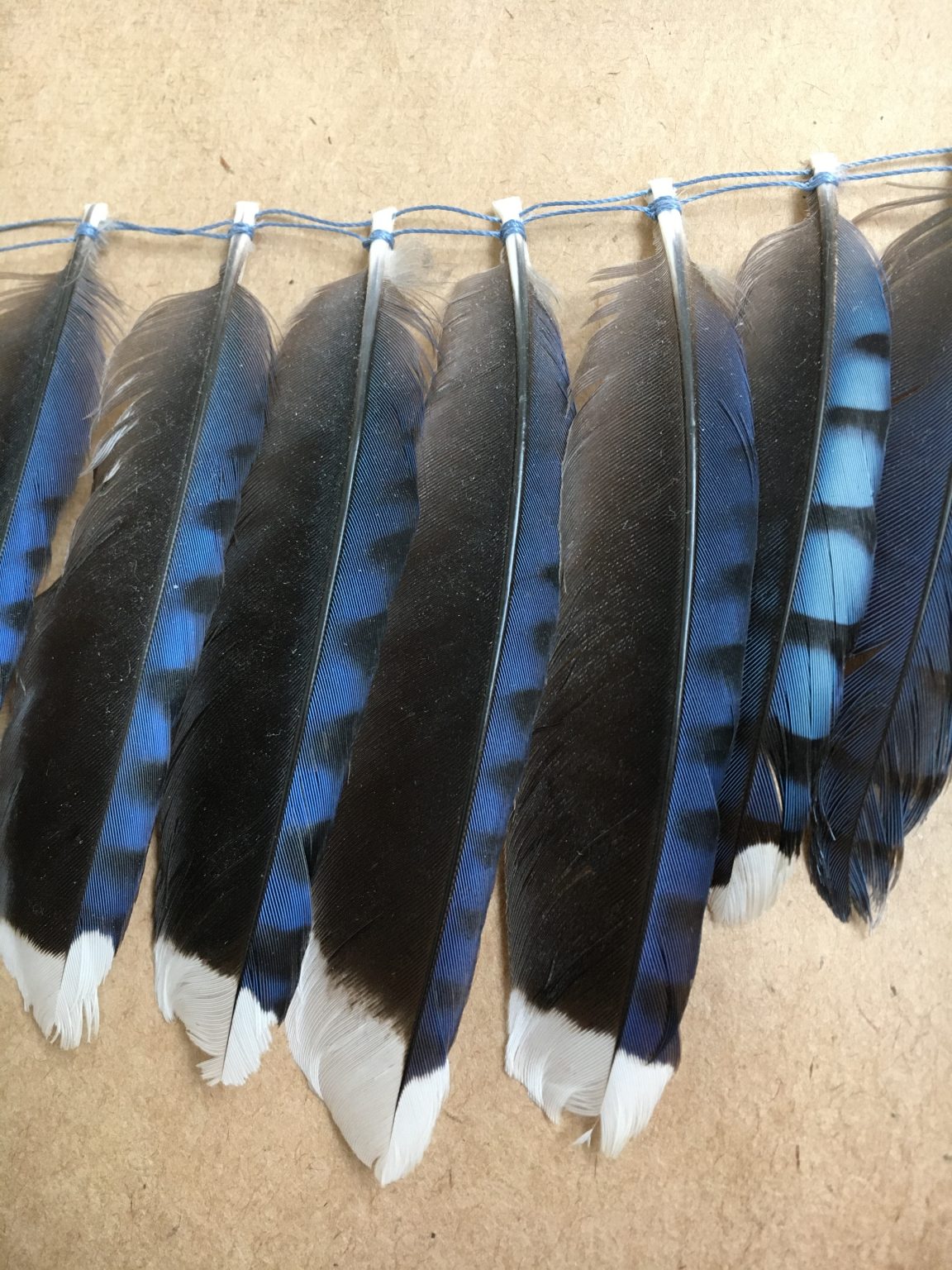 Feathers – Susan Martin Maffei